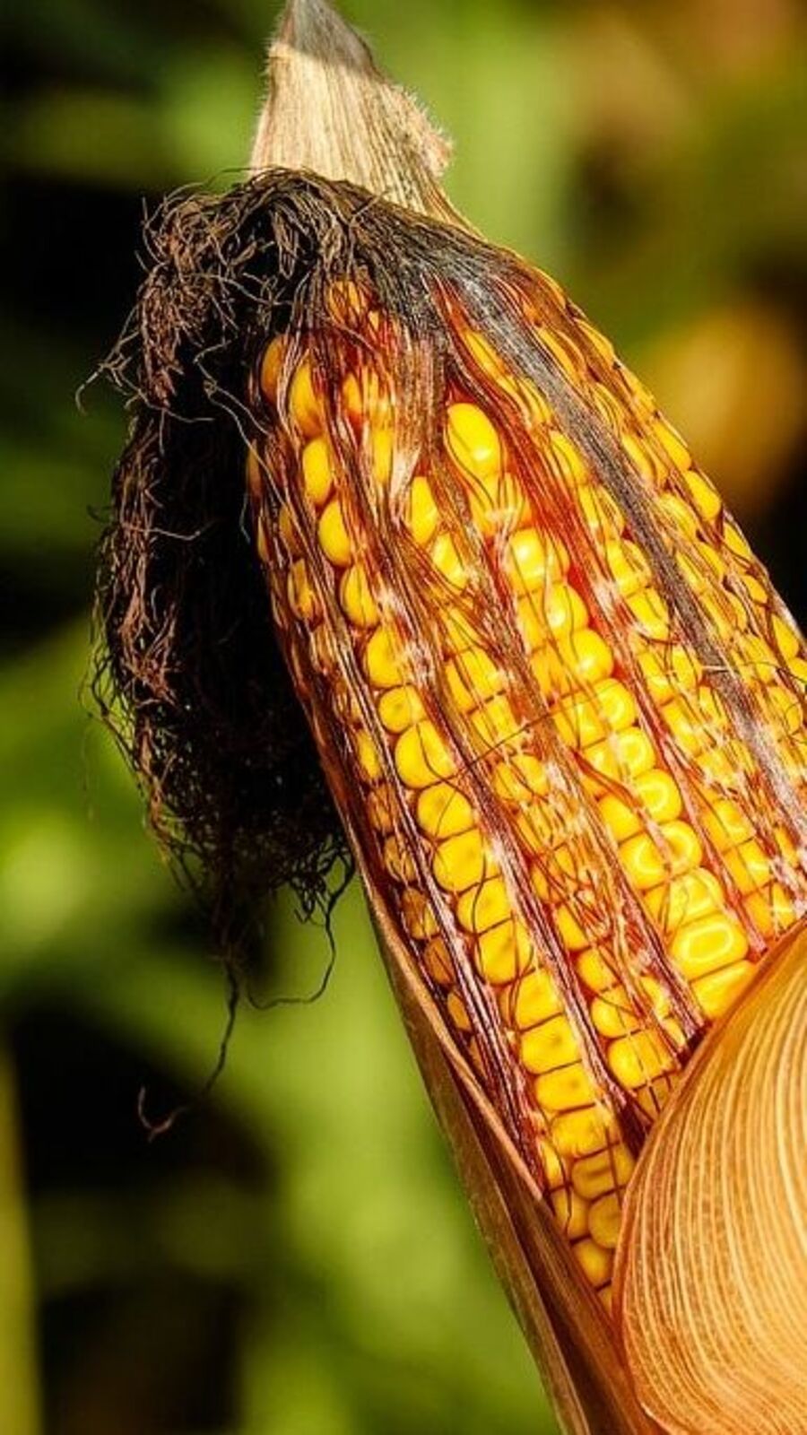 மக்கா சோளம் சாப்பிட்டால் இதனை பிரச்சனைகள் தீருமாம்!