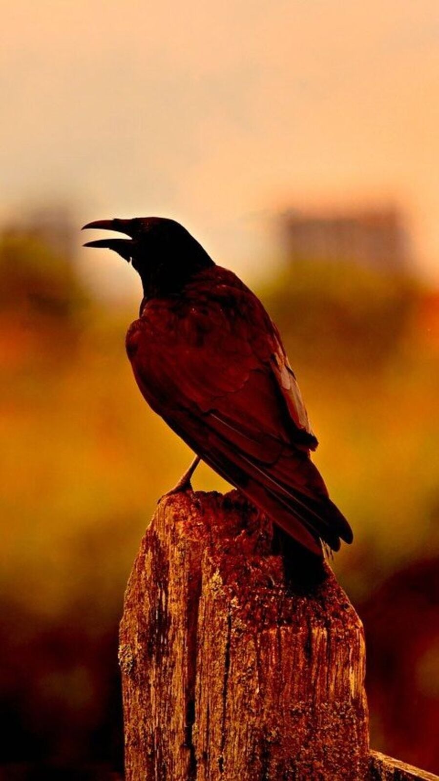 காகம் கிழக்கு திசை பார்ந்து அமர்ந்து கரைந்தால்...