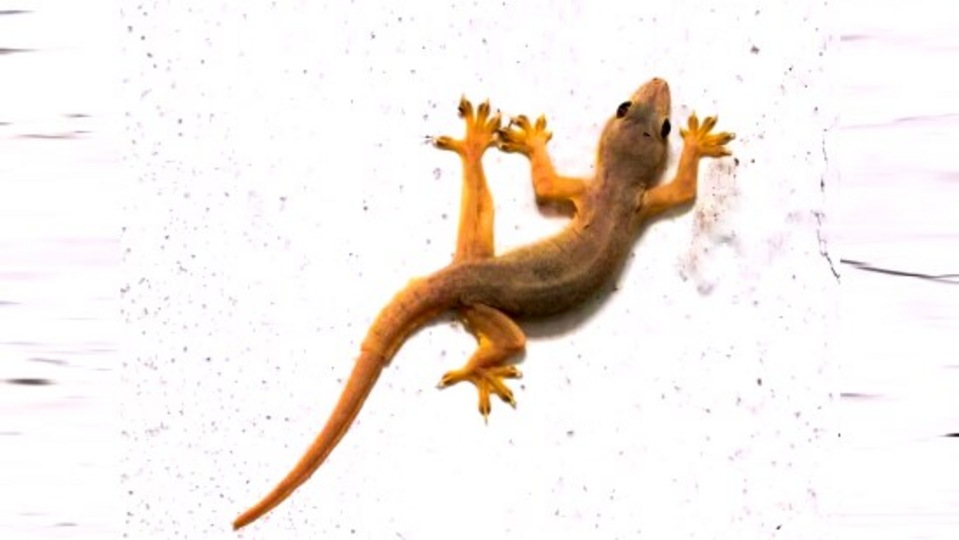 Palli Vilum Palan: பல்லி தலையில் விழுந்தால் மரணம் நிகழுமா?: கவுளி ...