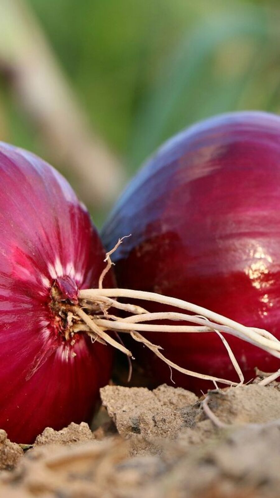 வெங்காயம் உண்பதால் உடலுக்கு ஏற்படும் நன்மைகள்