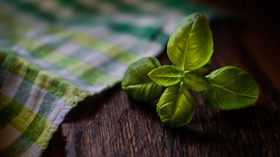 Home Remedy: தலையில் பொடுகு பிரச்சனையா? துளசியை இப்படி பயன்படுத்தி ...