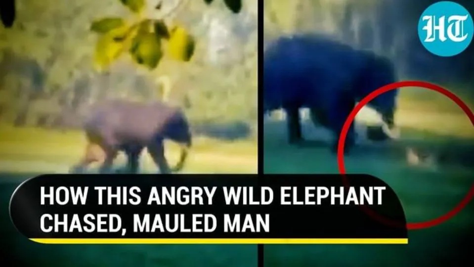 Elephant Attack | ఏనుగు బీభత్సం.. వ్యక్తిపై కసితీరా దాడి.. వైరల్ వీడియో ...
