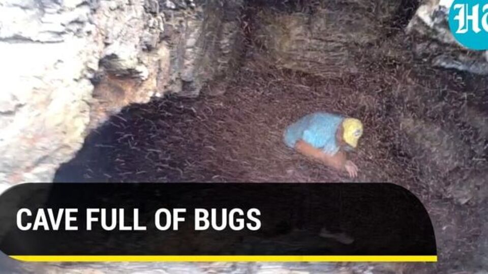 Watch: గుహలోకి వెళ్లిన పర్యాటకున్ని చుట్టుముట్టిన ఈగలు.. చివరికి ...