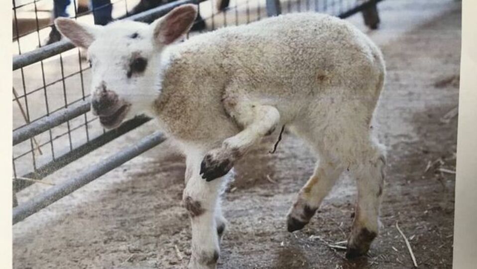 ఐదు కాళ్ల గొర్రెపిల్ల.. ఎప్పుడైనా చూశారా?-five legged lamb born in uk ...