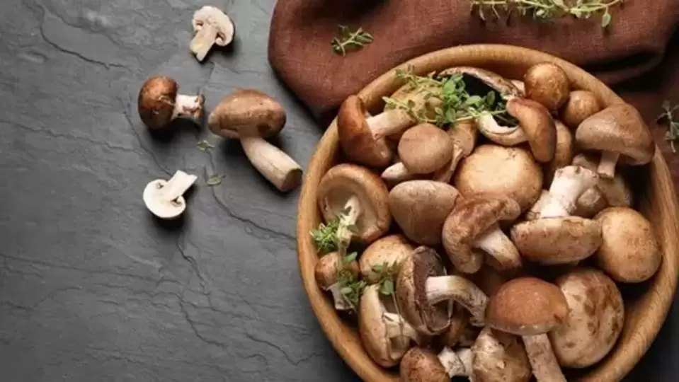 ఈ పుట్టగొడుగులు ప్రాణం తీస్తాయి... మరీ వాటిని గుర్తించడమెలా?-how to ...