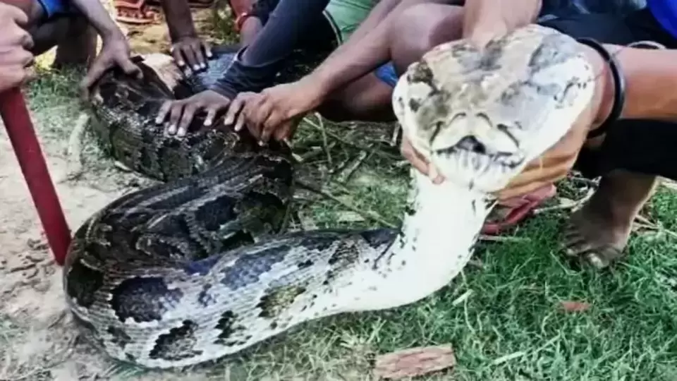 Giant Python | 14 అడుగులు.. 55 కేజీలు.. ఈ కొండ చిలువ‌ను చూశారా ...