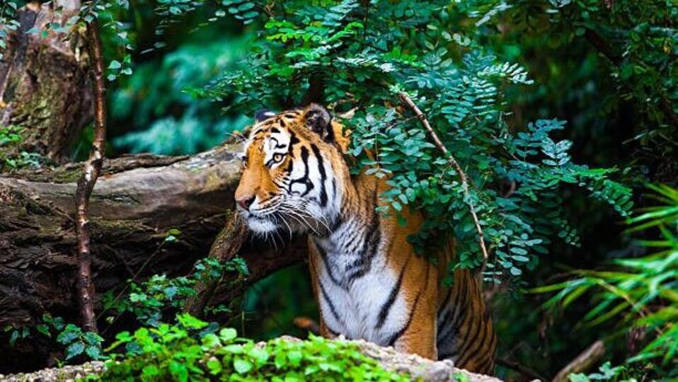 Tiger In Peddapalli : పెద్దపల్లి జిల్లాలో పులి గుర్తులు.. ఇంతకీ ఎన్ని ...