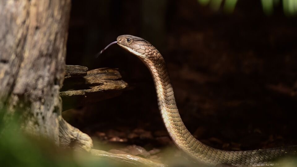Boy bites cobra : కోబ్రాను రెండుసార్లు కరిచిన బాలుడు.. నాగుపాము మృతి ... Boy bites cobra : కోబ్రాను రెండుసార్లు కరిచిన బాలుడు.. నాగుపాము మృతి ...