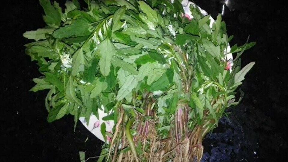 Bathua Leaves Benefits । బతువా ఆకు గురించి విన్నారా? ఈ ఆకుతో ఆరోగ్య ...