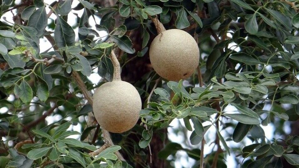 Elephant Apple Health Benefits । వెలగపండు తింటే వెలకట్టలేని ఆరోగ్య ...