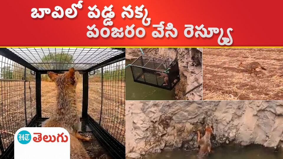 Rescue | బావిలో పడి విలవిలలాడుతున్న నక్కను ఎలా రక్షించారో చూడండి-scared ...