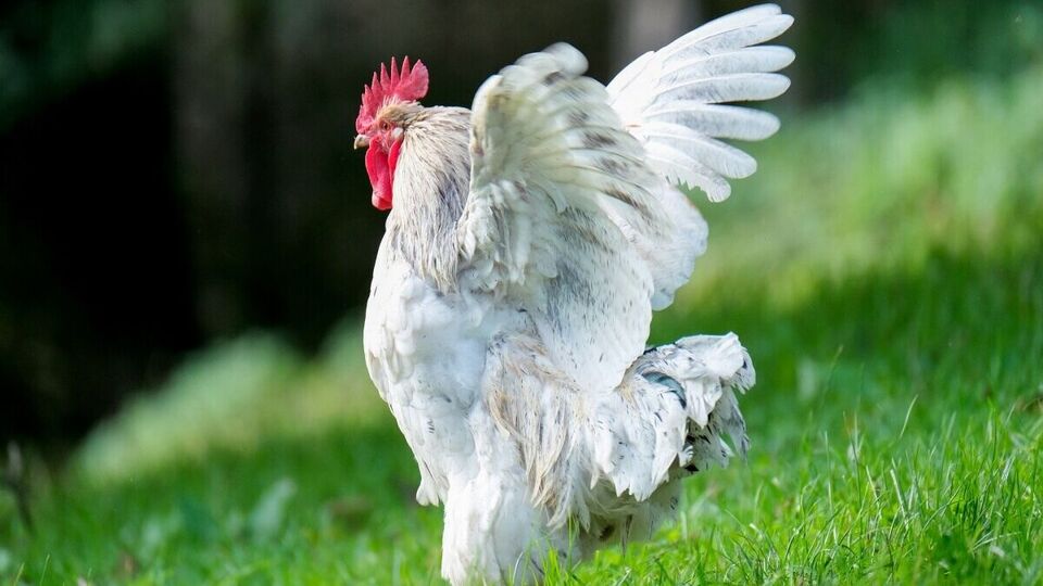 Chicken Price : ఏపీలో కొండెక్కిన చికెన్ ధరలు, సామాన్యుడికి చికెన్ ముక్క ...