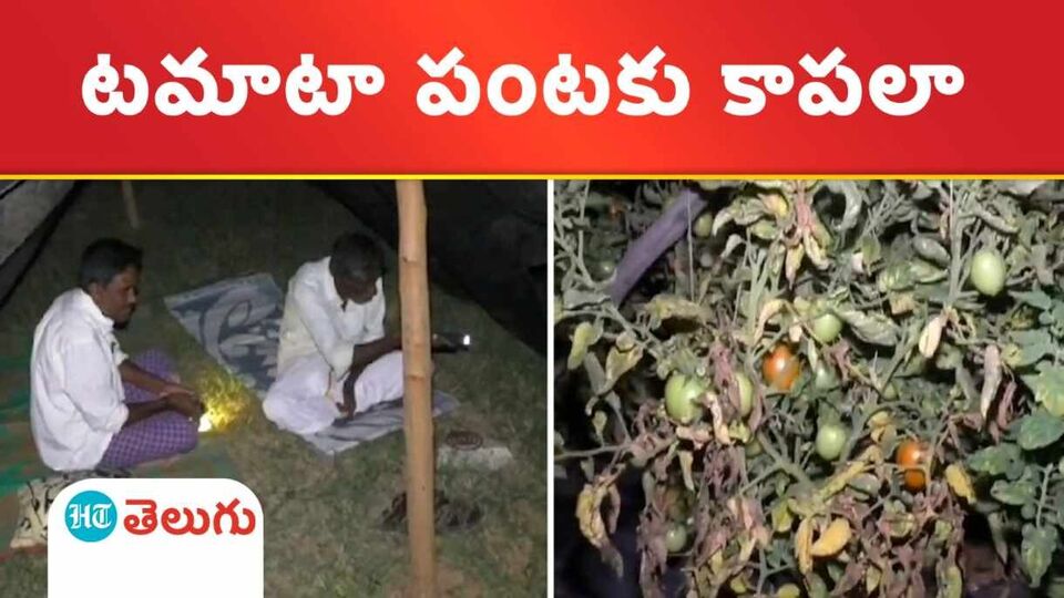 Security for Tomato | టమోటాకు దొంగతనం భయం.. రాత్రంతా కాపలా కాస్తున్న ...