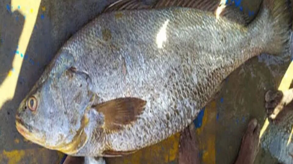 Kachidi Fish : మత్స్యకారుడి వలకు చిక్కిన కచ్చిడి చేప, వేలంలో రూ.3.30 ...