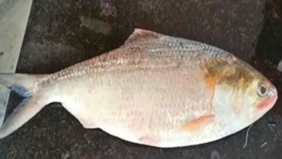 Ilish Fish : 2 కిలోల చేప ధర రూ.26 వేలు, ఇదండీ పులస బ్రాండ్!-east ...