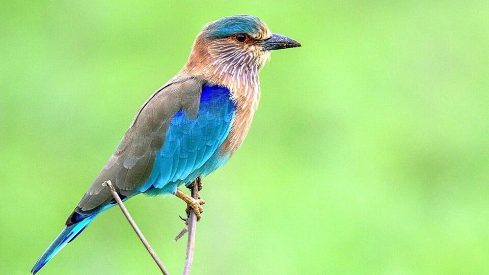 Indian Roller : అంతకంతకూ తగ్గిపోతున్న పాలపిట్టల సంఖ్య, రెడ్ లిస్ట్ లో ...