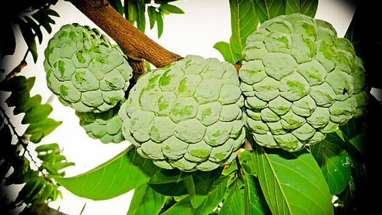 Custard Apple Benefits : సీతాఫలం.. ప్రయోజనాలు అనేకం.. తినండి ఇంకెందుకు ...