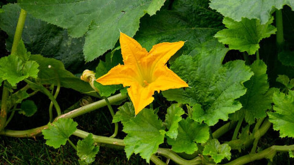 Pumpkin Flower Benefits : గుమ్మడి పువ్వులు తింటే ఎన్ని ఆరోగ్య ...
