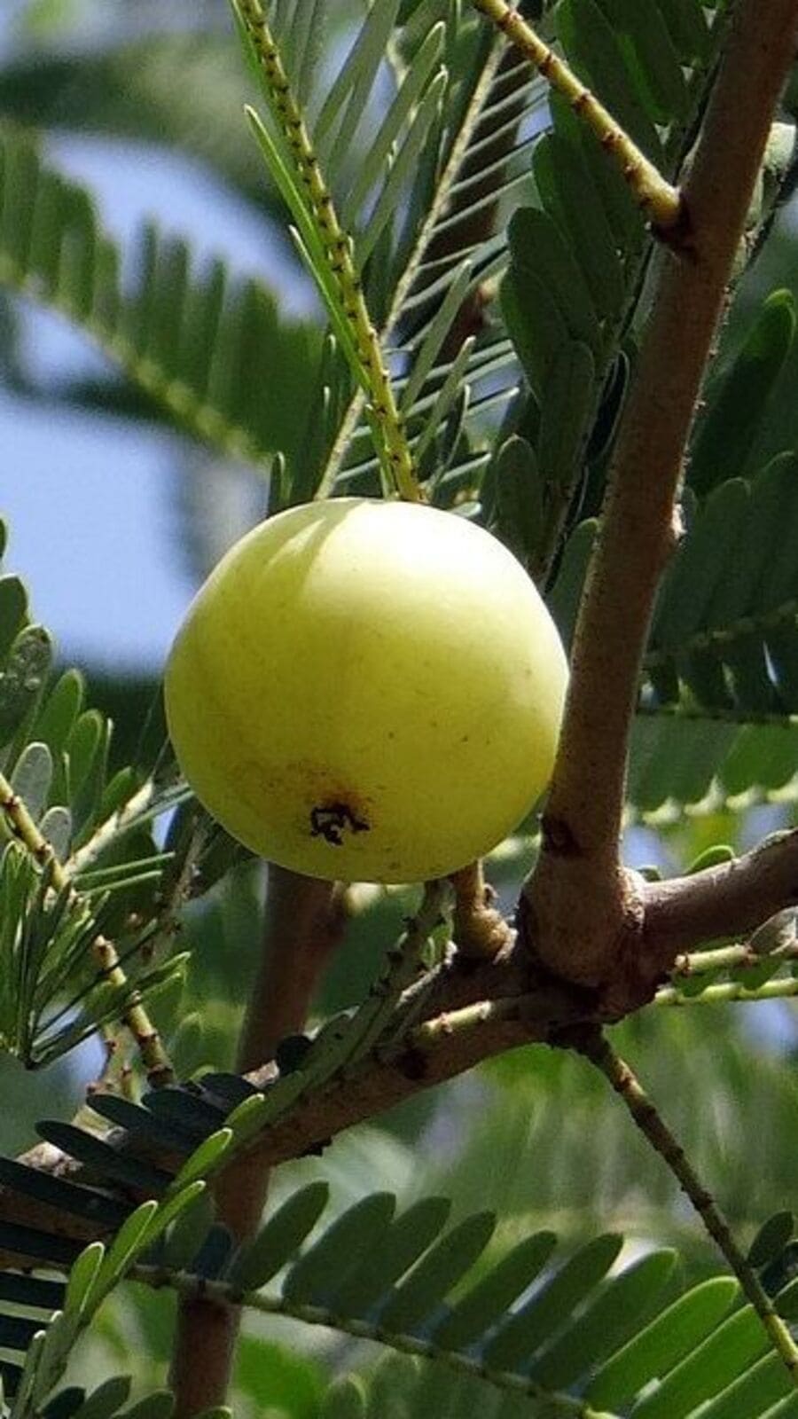 చలికాలంలో రోజుకో ఉసిరికాయ తినాల్సిందే