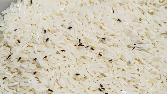 Insects In Rice Bag : బియ్యంలోకి పురుగులు రాకుండా ఉండేందుకు సింపుల్ ...