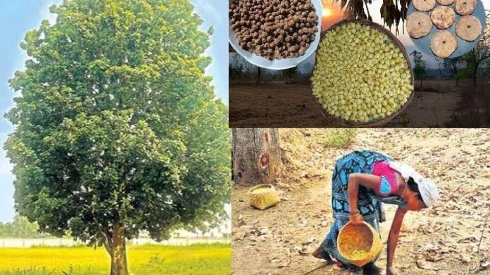 Ippa Puvvu Laddu : ప్రధాని మోదీ మెచ్చిన ఇప్పపువ్వు లడ్డూ, ఆదిలాబాద్ ...